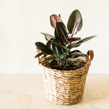 Rubber Plant Sapling – Pick Your Plant