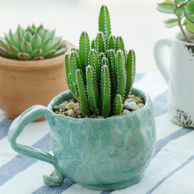 Fairytale Cactus Elongated Sapling - Pick Your Plant