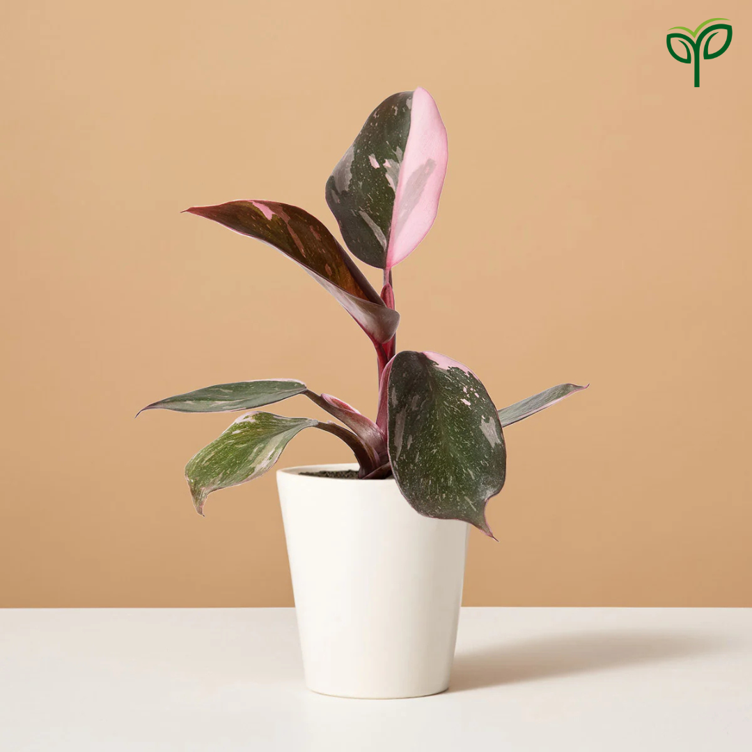 Philodendron Pink Princess Plant Sapling