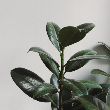 Rubber Plant Sapling – Pick Your Plant