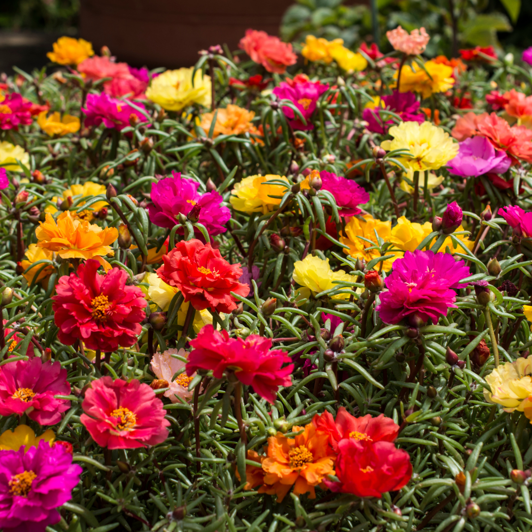 Portulaca Mixed Seeds