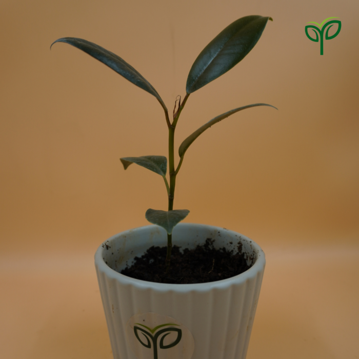 Home page - Pick your plant