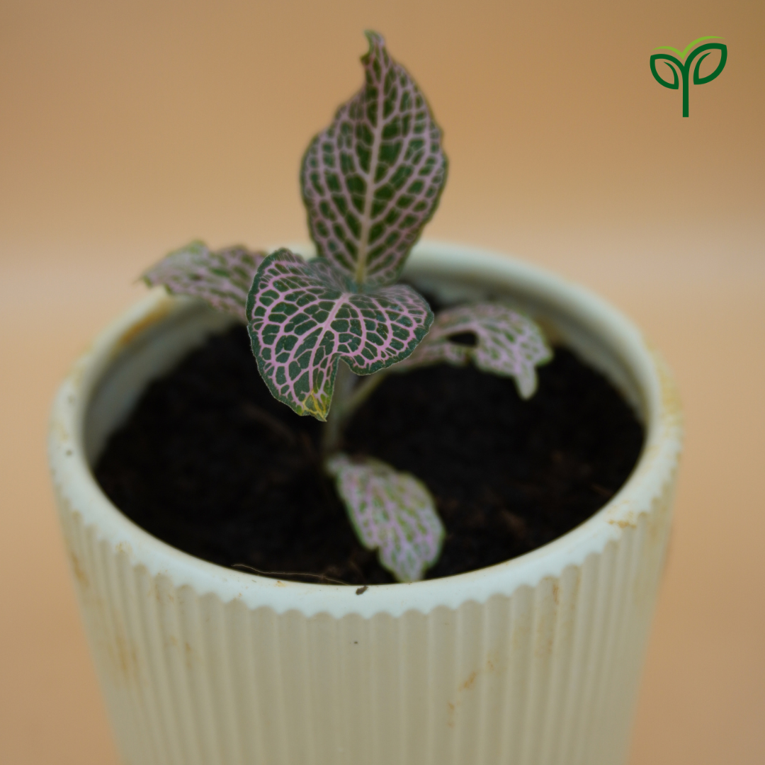 Home page - Pick your plant