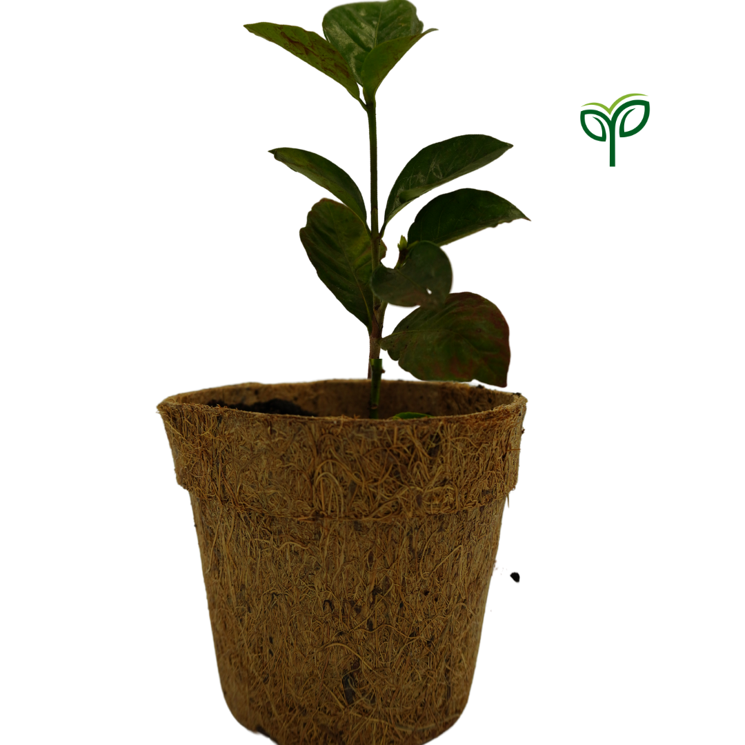 Allamanda creeper Plant Sapling