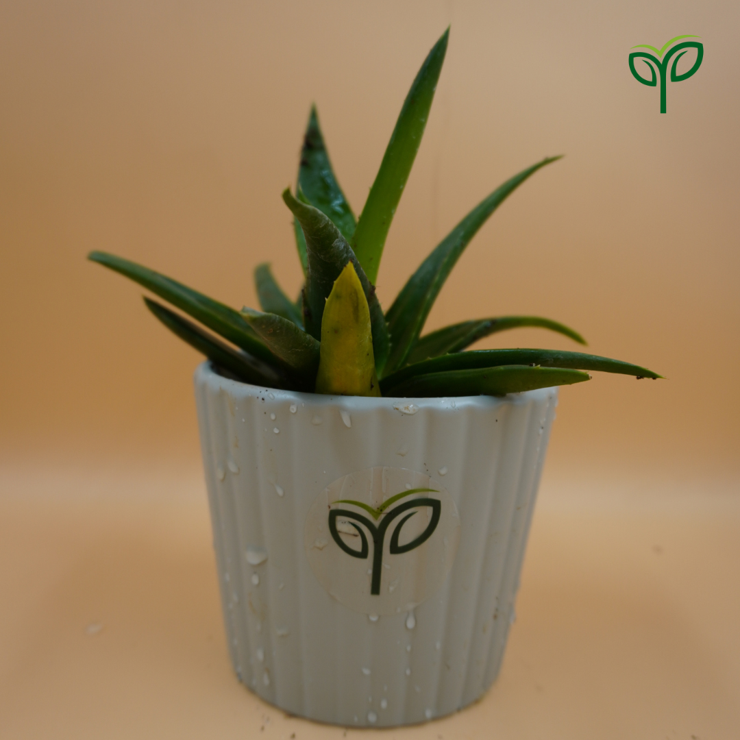 Aloe Vera Plant Sapling