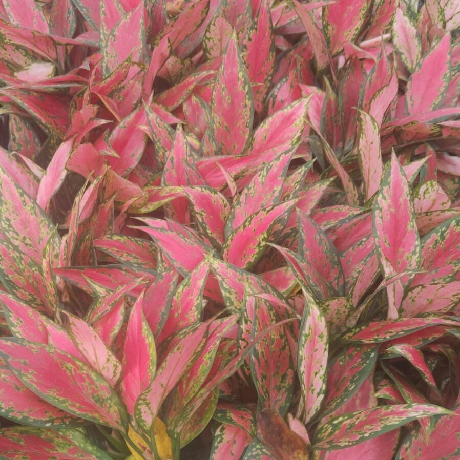 Aglaonema Beauty Plant Sapling