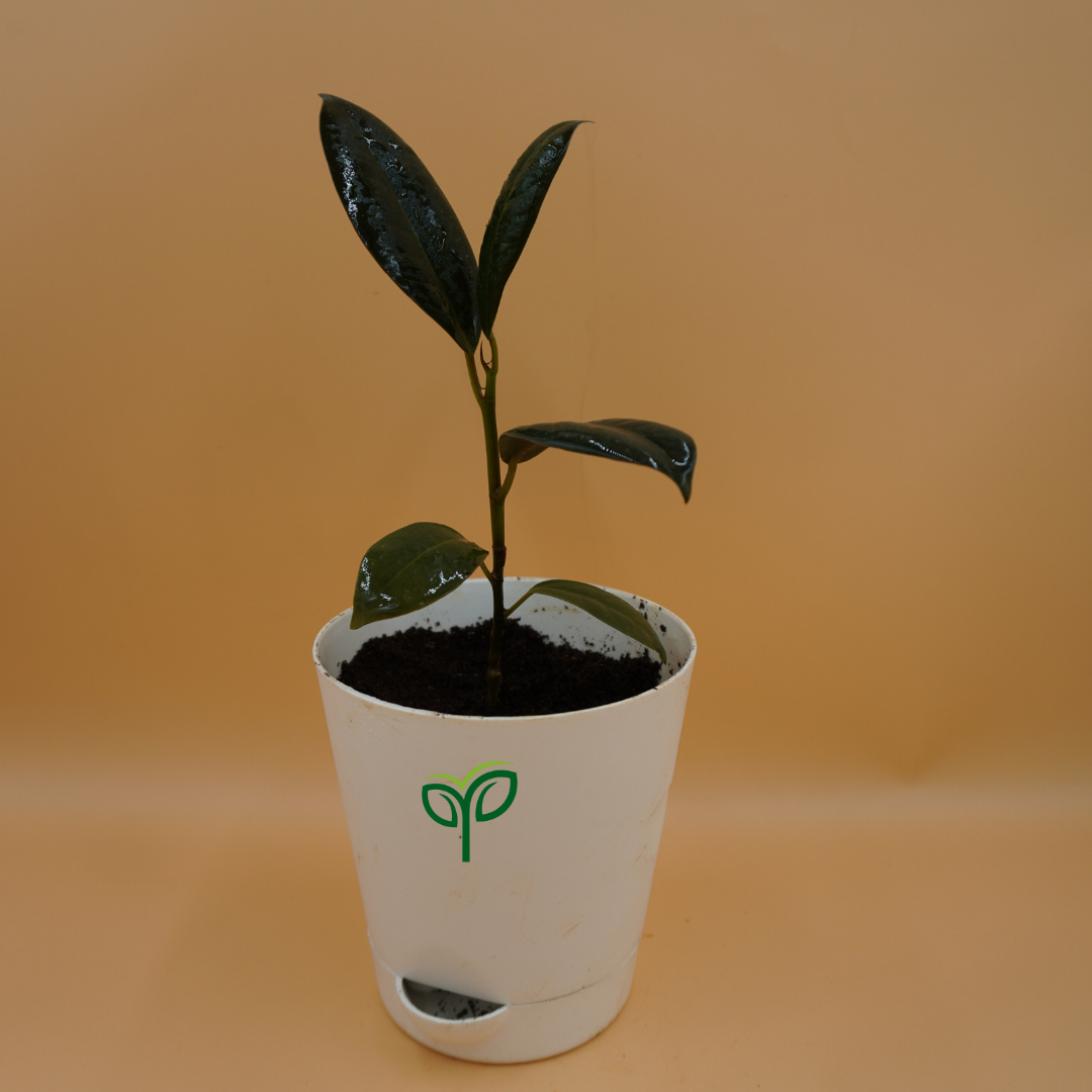 Rubber Plant Sapling