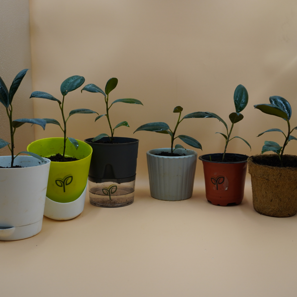 Rubber Plant Sapling