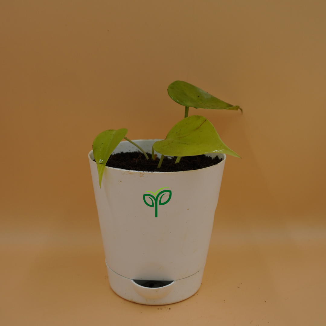 Philodendron Oxycardium Golden Plant Sapling