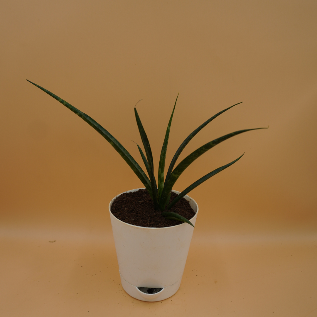 Sansevieria bacularis plant Sapling