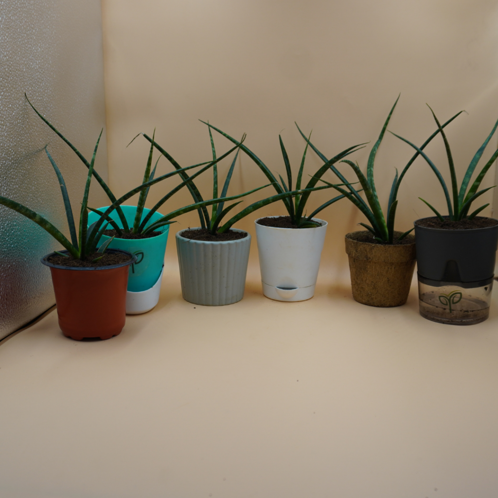 Sansevieria bacularis plant Sapling