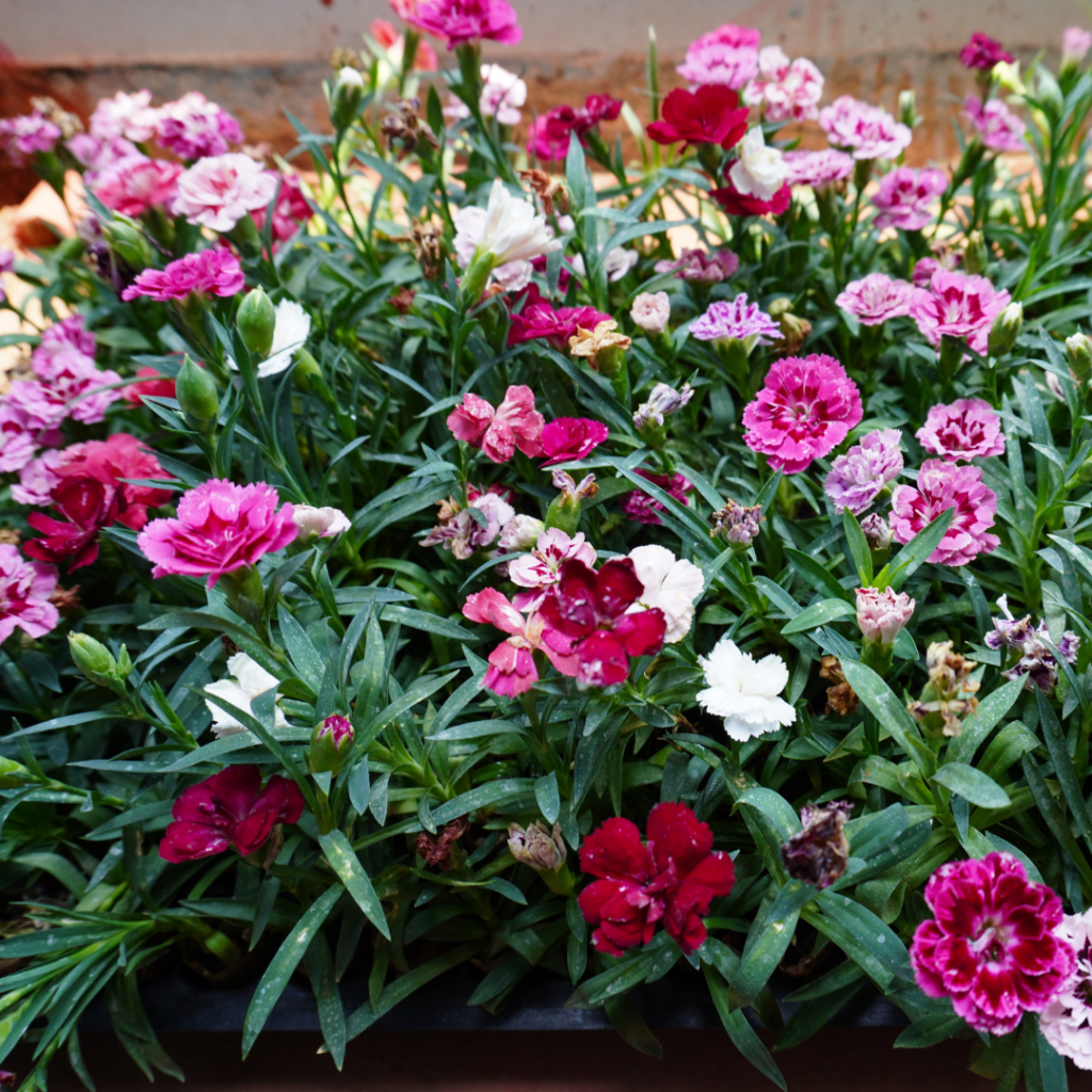 Dianthus Carnation Mix Plant Sapling