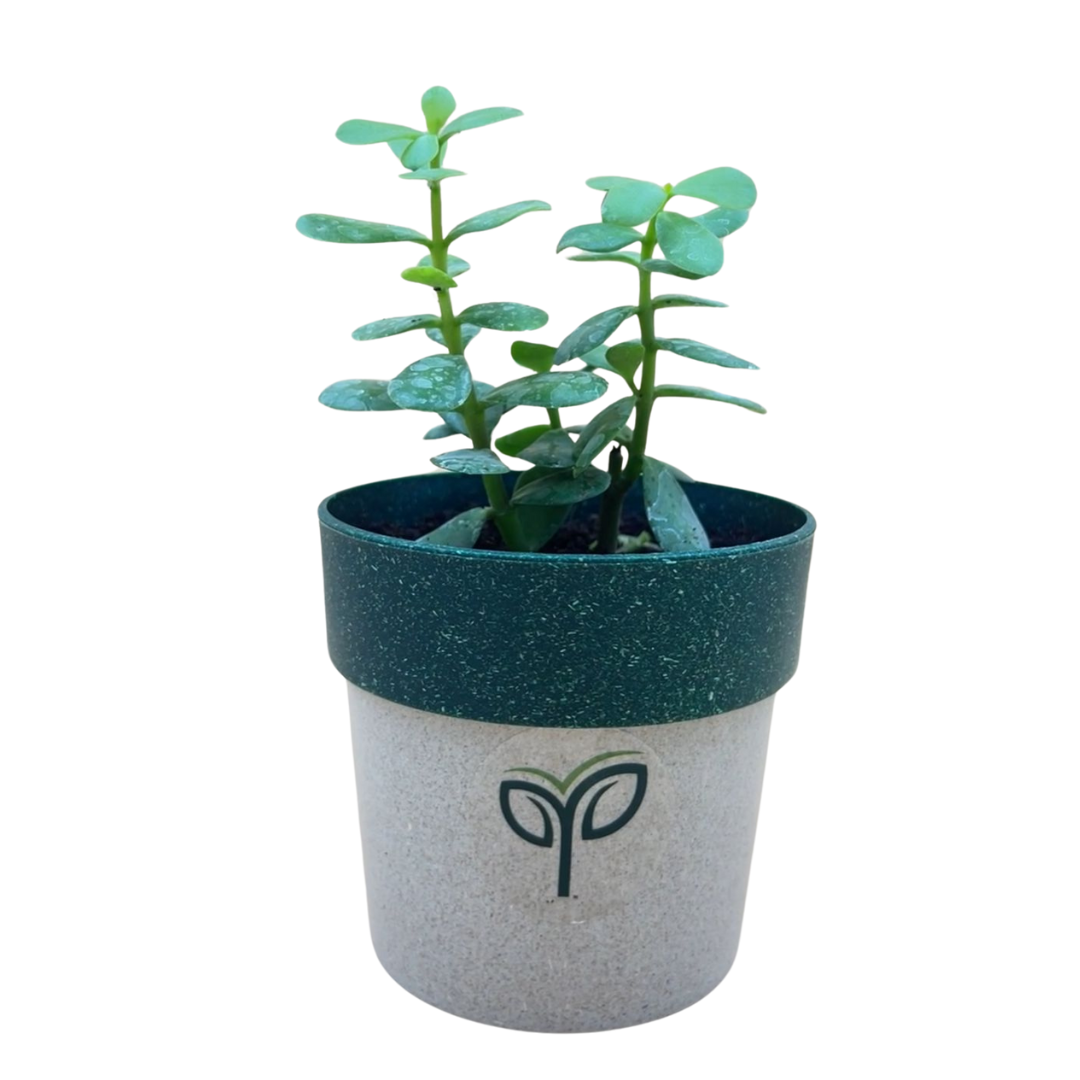 Ecofriendly Stylish Pot 4-Inch
